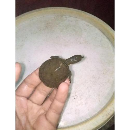 Jual original kura kura bulus atau labi labi original - Hijau, 2cm ...