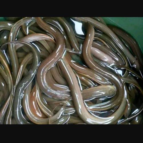 Jual Ikan belut segar dan fresh ukuran kecil sedang dan besar Fish - 1/ ...