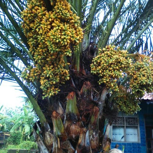 Jual pohon kurma sudah ada bunga/calon buah - Kab. Bogor - Aqila flora ...