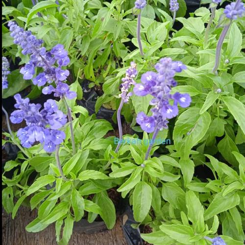 Jual Tanaman Hias Bunga Salvia Divinorum - Kab. Bandung Barat - kebon ...