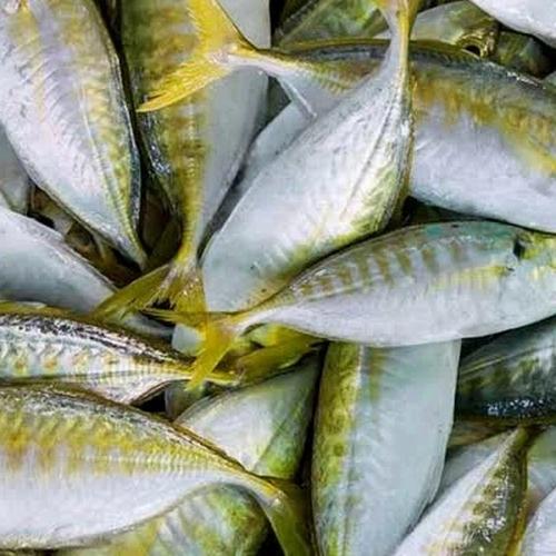 Jual kotrekan ikan Como,selar batang,kembung - hijau biru - Kab. Serang ...