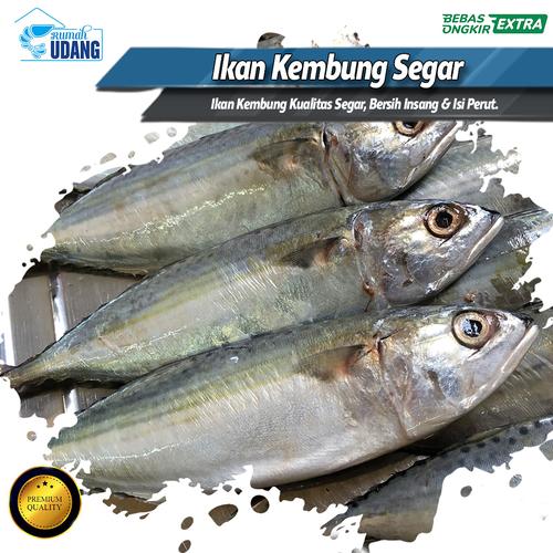 Jual Ikan Kembung Segar 1kg 7-10 Ekor/Kembung Fresh/Ikan Segar Bersih ...
