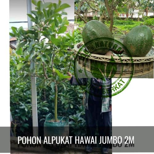 Jual POHON ALPUKAT HAWAI 2 METER - Kota Bogor - BIBITBERKAT | Tokopedia