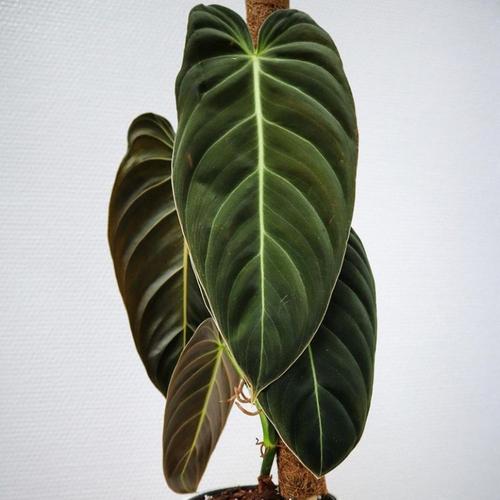 Jual Tanaman Hias Philodendron Melanochrysum Narrow/Melano Daun besar ...
