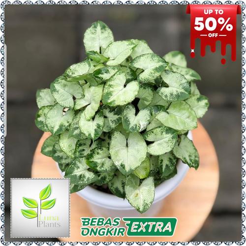 Jual syngonium mini pixie - tanaman hias syngonium mini - Kab. Bogor ...