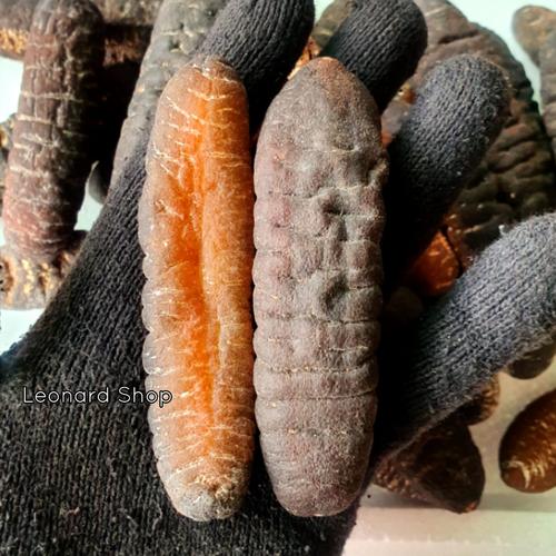 Jual Haisom Belitung Besar Super / Teripang / Gamat Kering Obat ...