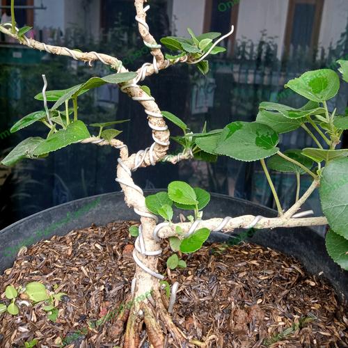 Promo waru jepang bonsai - gerak dasar - Kota Tangerang - Onatz ...