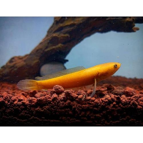 Jual original golden limbata / limbata emas (channa sangat langka ...