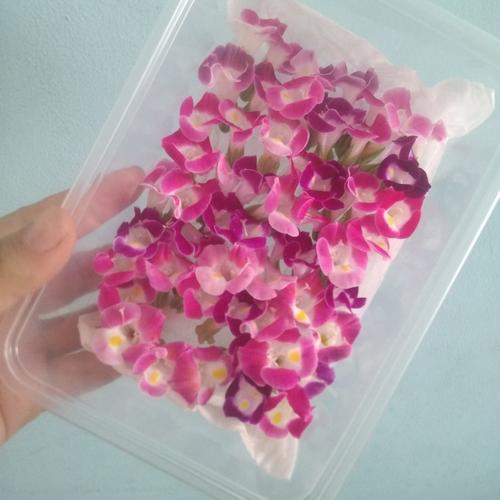 Jual teronia edible flower bunga penghias pudding garnish makanan ...