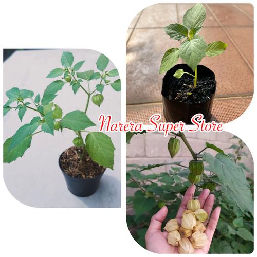 Jual Pohon Bibit Benih Buah Ciplukan Ceplukan Cecenet Cecendet Physalis ...