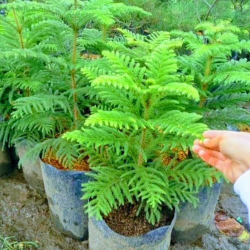 Jual Bibit Tanaman Pohon Cemara Pentris NORFOLK - Kab. Kediri - Rumah ...
