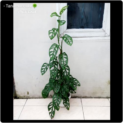 Jual Tanaman Hias Monstera Acuminata dewasa daun besar (sesuai photo ...