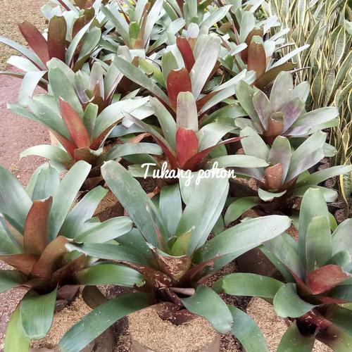 Jual tanaman bromelia giant besar-tanaman bromel - Kab. Bogor - tukang ...