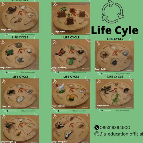 Jual Life Cycle Tray Pinus - + Spider - Kab. Jombang - BungkilShop ...