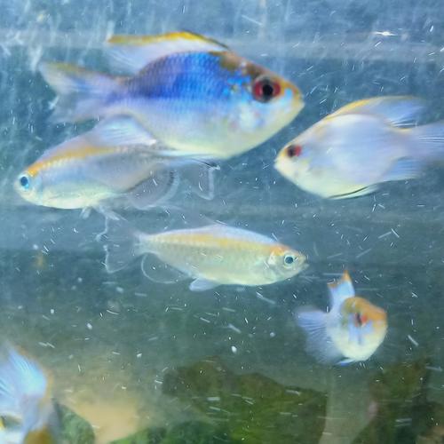 Jual ikan Congo tetra - Kab. Pasuruan - Aquatic Aquascape | Tokopedia