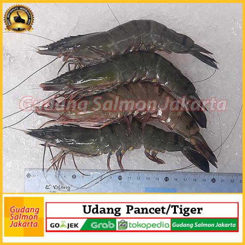 Jual Udang Pancet Segar 1kg 40-45 Ekor/Udang Tiger/Udang Windu Segar ...