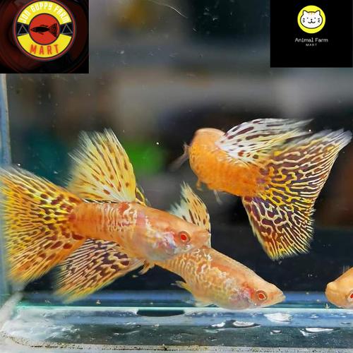 Jual Ikan Hiasan aquarium // ikan guppy albino yellow King cobra sepasang - perpasang "L" - Kota ...