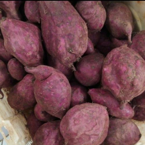 Jual Ubi 1 kg - Ubi Putih - Kota Bandung - Kios Ikan Segar Bandung ...