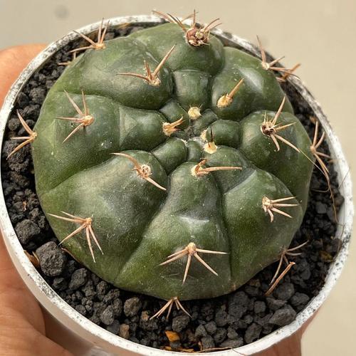 Jual Kaktus Gymno Purple Damsi Cantik Unik Murah Mini Sukulen Tanaman ...