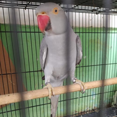 Jual Burung Irn / IRN Parrot / Burung Indian Ringneck - Kab. Bogor ...