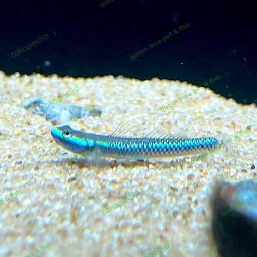 Jual Goby Blue Neon RARE / ikan aquascape ikan hias - Kota Bekasi ...