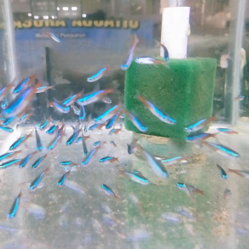 Jual ikan neon tetra - S - Kota Bandung - ISTANA AQUARIUM BANDUNG ...