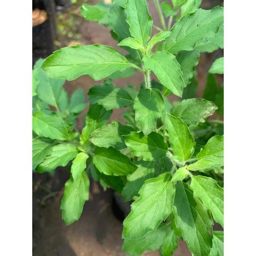 Jual bibit tanaman ruku ruku/obat herbal - Kab. Bogor - ZPLANT | Tokopedia