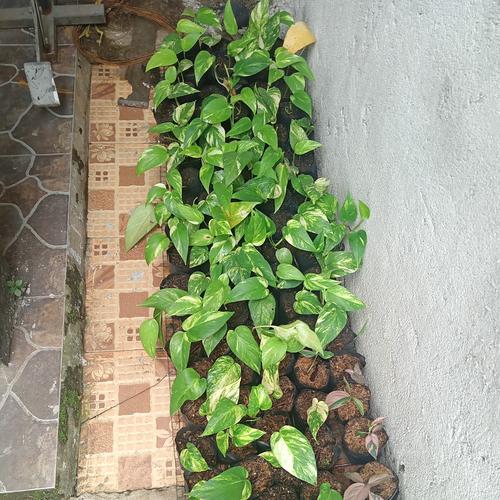 Jual tanaman epip variegata yellow kujang - Kab. Bogor - taman hias ...