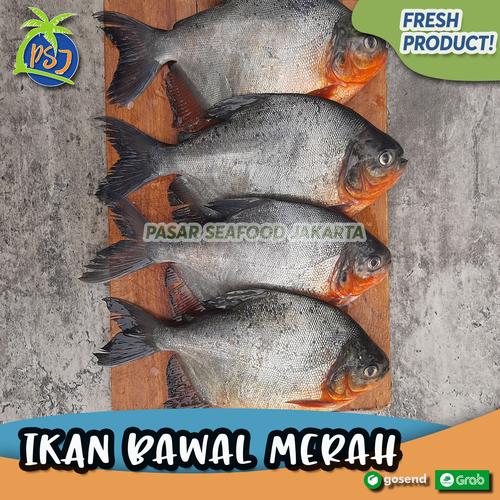 Jual Ikan Bawal Merah Fresh 1kg 3-4 Ekor/Bawal Tawar/Ikan Segar/Bawal ...