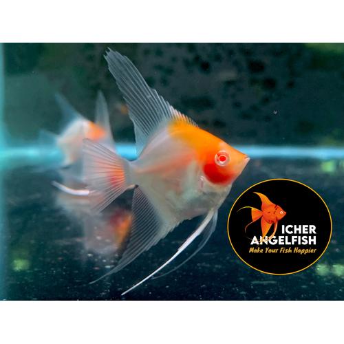 Jual MANFISH RED CAP ALBINO IKAN HIAS AIR TAWAR / ANGELFISH - Kota ...