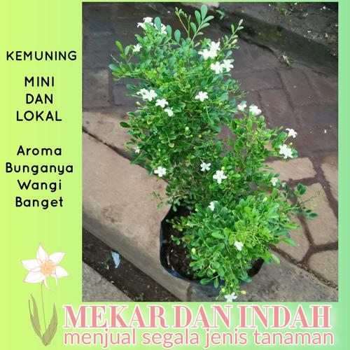 Jual Tanaman Kemuning mini, kemuning lokal - LOKAL - Jakarta Timur ...
