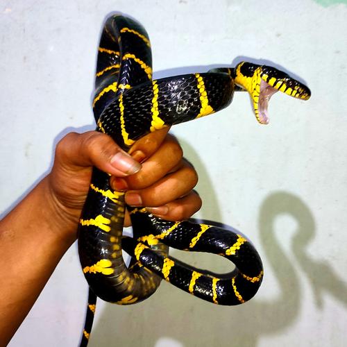 Jual cincin mas /taliwangsa/ boiga dendrophila - Kab. Purbalingga ...