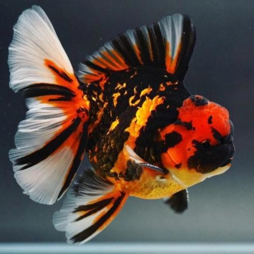 Jual Ikan Mas Koki Oranda Tiger Rostail Shortbody Grade Fancy Quality ...