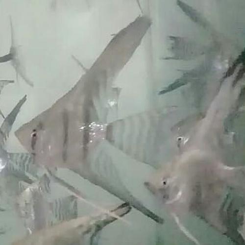 Jual IKAN MANFISH/ANGELFISH BLUE PINOY SLAYER - Kota Bekasi - Ferzu ...