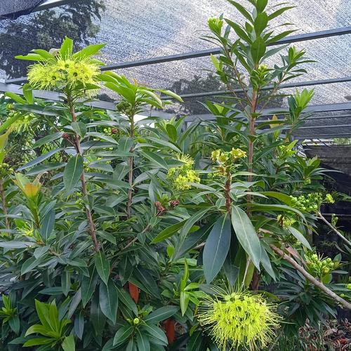 Jual tanaman bunga santos lemon kuning 1 meter - 30-40cm - Kab. Bogor ...