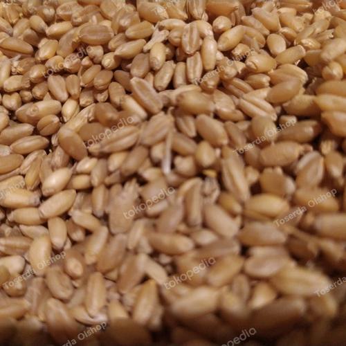 Jual biji gandum utuh kemasan 1 kg - Jakarta Timur - Toserda Olshop ...