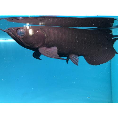 Jual Arwana super red/sr black hitam size 30cm++ - Kota Depok ...