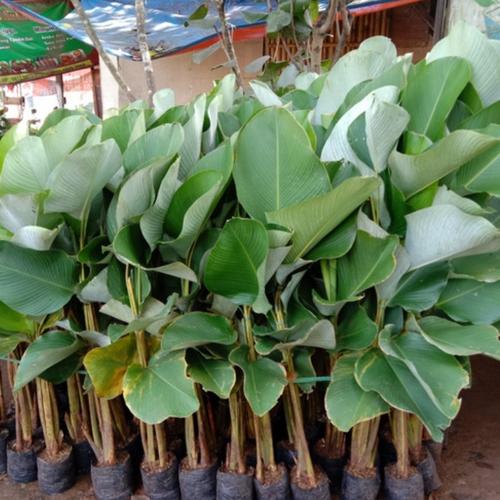 Jual pohon pisang calathea tinggi 1 meter - Kab. Bogor - sahabat ...