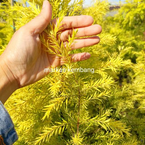 Jual pohon cemara emas bibit - Kab. Bandung Barat - Markas Kembang ...