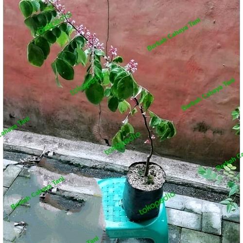 Jual Bibit Pohon Belimbing Kondisi Berbunga-Tanaman Buah Blimbing ...