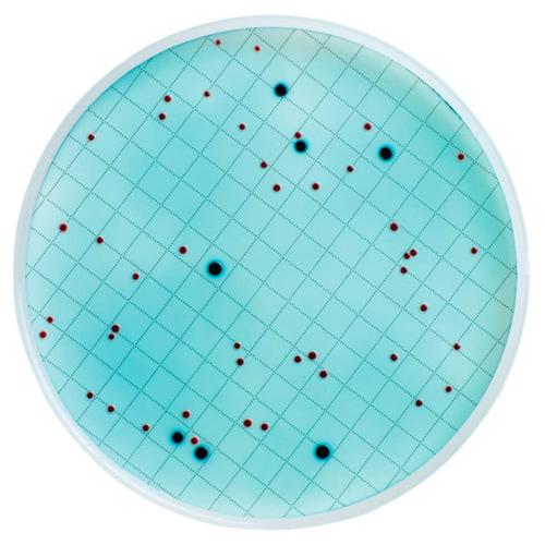 Jual Deteksi total coliform, Coliform Detection Medium, Merck, 50 Test ...