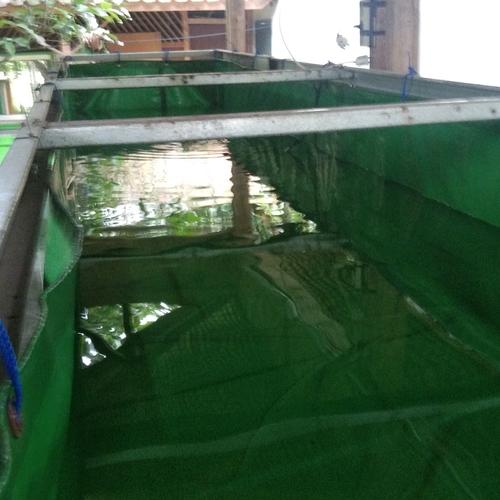 Jual PAKET LENGKAP INDUSTRI BUDIDAYA LOBSTER 1000 EKOR INDUK , PAKET ...