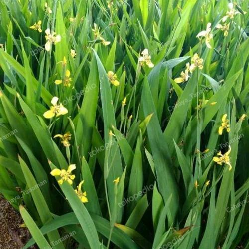Jual tanaman hias airis bunga kuning-iris bunga kuning - Kab. Bogor ...