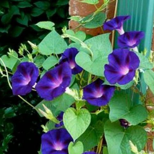 Jual Tanaman Hias Rambat Morning Glory Grandpa ( ungu muda) - Kab ...