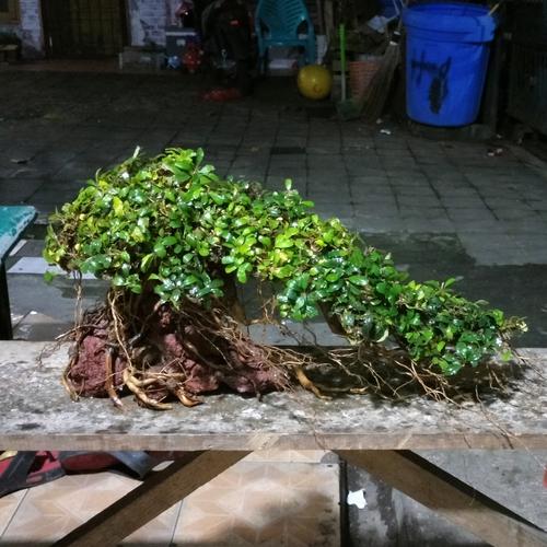 Jual custom bonsai aquascape ukuran 50x25 utk tank 60 cm plus buce mini ...