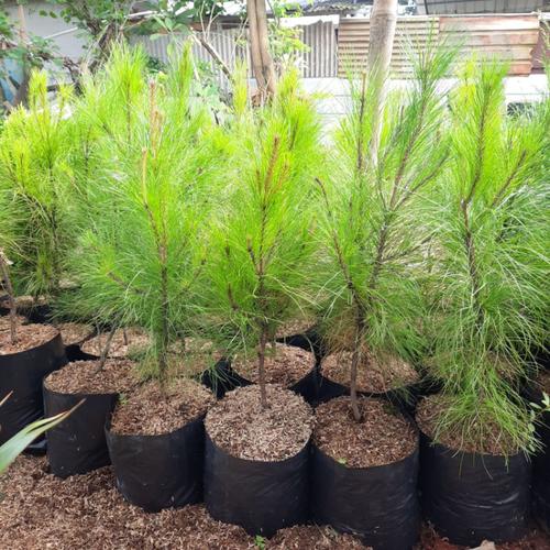 Jual tanaman pinus 1 meter / pohon pinus 1 meter - Kab. Bogor - LESTARI ...