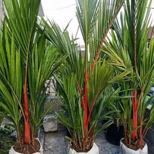 Jual Pohon Palem Merah/Palem Merah - Kab. Bogor - Fadlifloris | Tokopedia