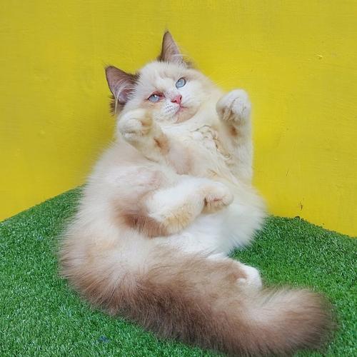 Jual kucing persia ragdoll betina - Kota Tangerang - kaya ungkep presto ...