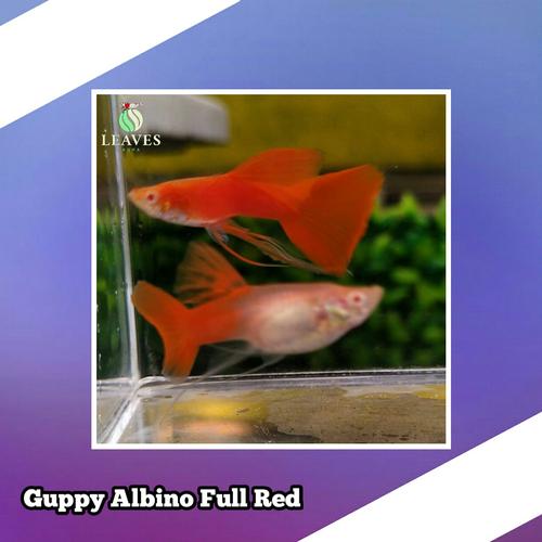 Jual Guppy Albino Full Red / guppy AFR / ikan hias aquascape - Jakarta Selatan - AQUALEAVES ...