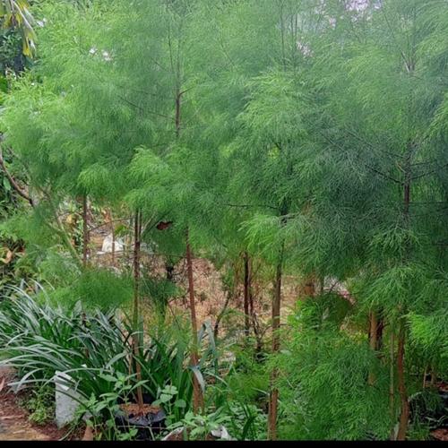 Jual pohon cemara balon 2 meter - Kota Depok - marez garden06 | Tokopedia